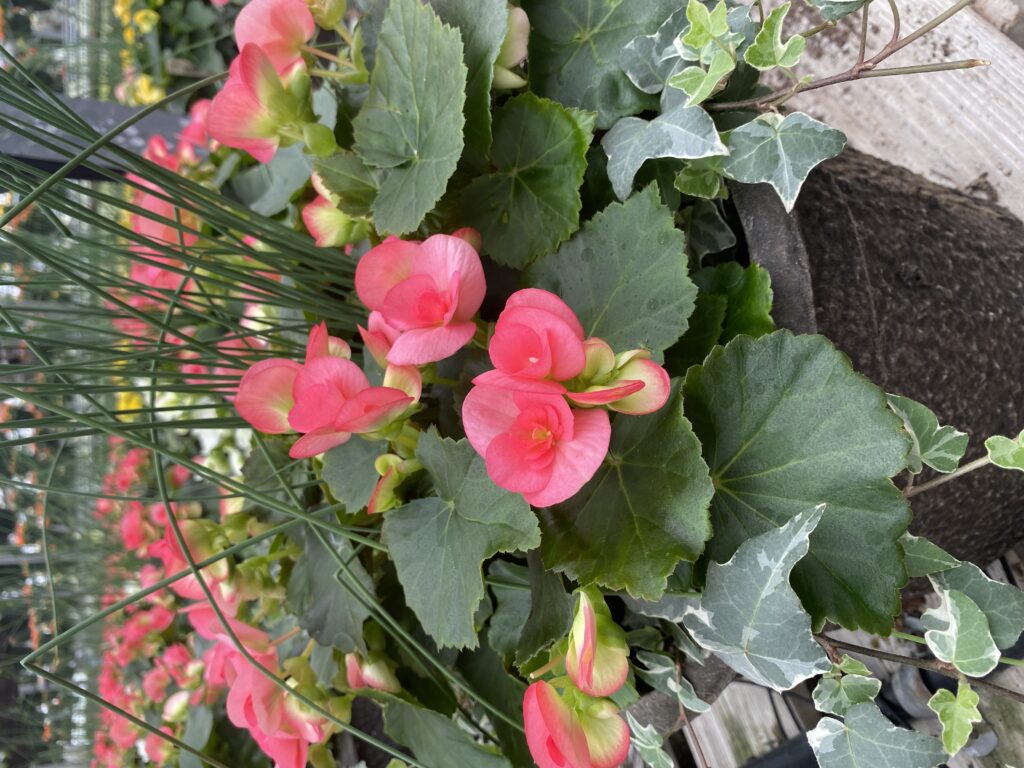 12″ Begonia Combo Planter – Pink - Spring Flower Sale